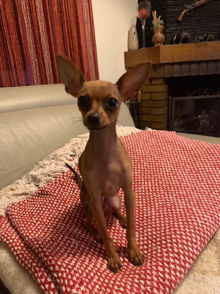 Pitucha - Saudade Animal